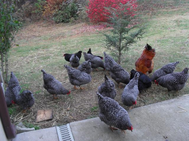 Chicken Crosses | BackYard Chickens - Learn How to Raise Chickens